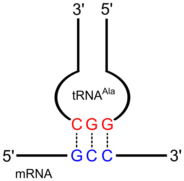 What Is Stop Codon? - Science Trends