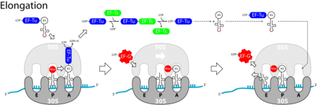 Where Does Translation Take Place In A Cell? | Science Trends