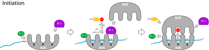 Where Does Translation Take Place In A Cell? - Science Trends Where Does Translation Take Place In A Cell? - Science Trends