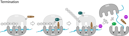 Where Does Translation Take Place In A Cell? | Science Trends