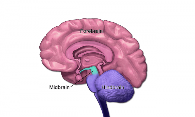 The Function Of Your Midbrain | Science Trends