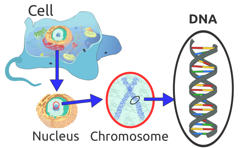Where Are Chromosomes Located In A Cell? - Science Trends