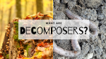 5 Examples Of Decomposers In The Environment | Science Trends