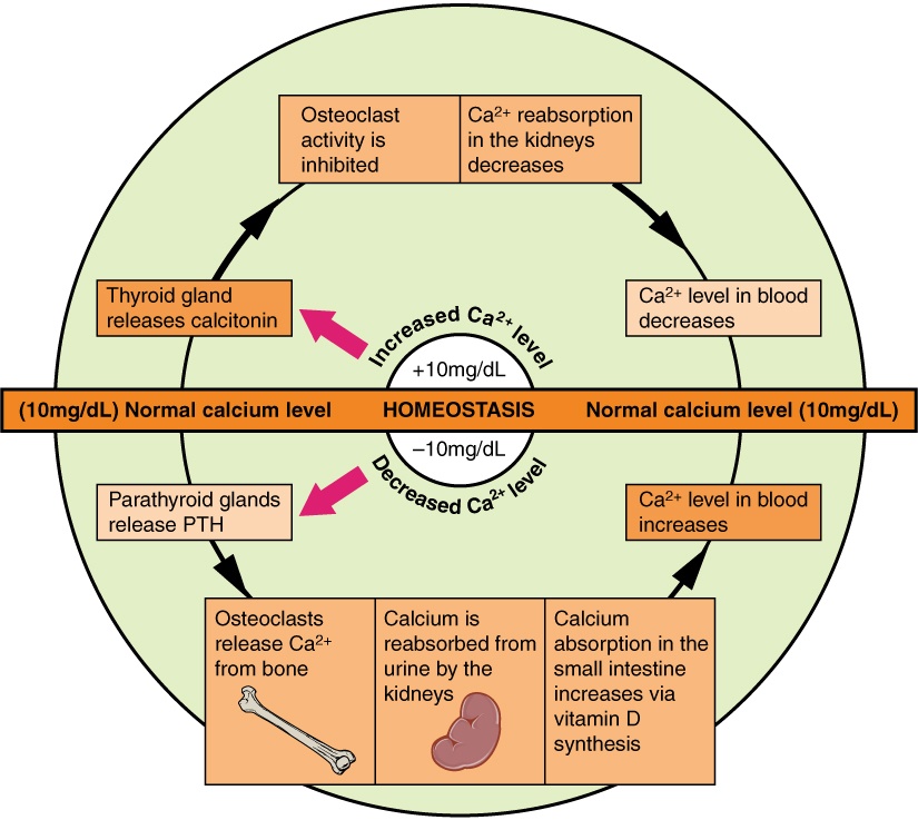 5 Homeostasis Examples In Biology | Science Trends