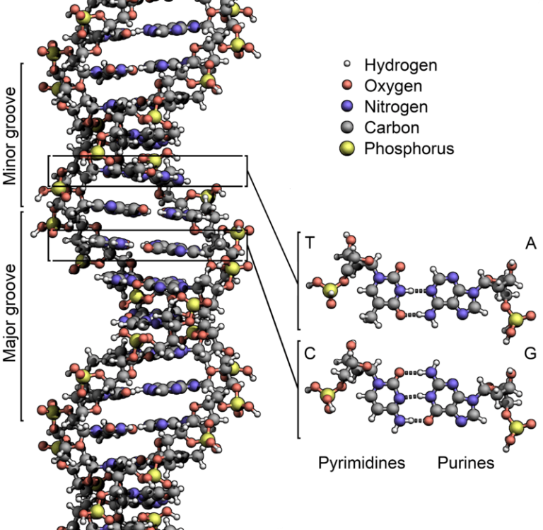 What Are The Polymers Of Nucleic Acids? | Science Trends