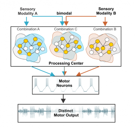 Imaging Populations Of Neurons In A Sensorimotor System Reveals That Different Sensory ...