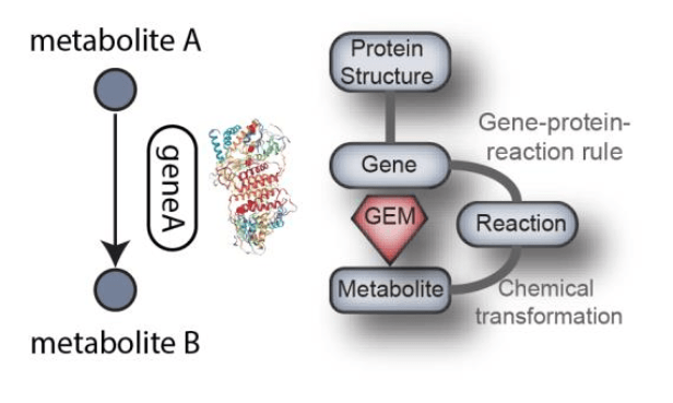 Modeling Metabolism To Investigate The Response Of S. aureus To ...