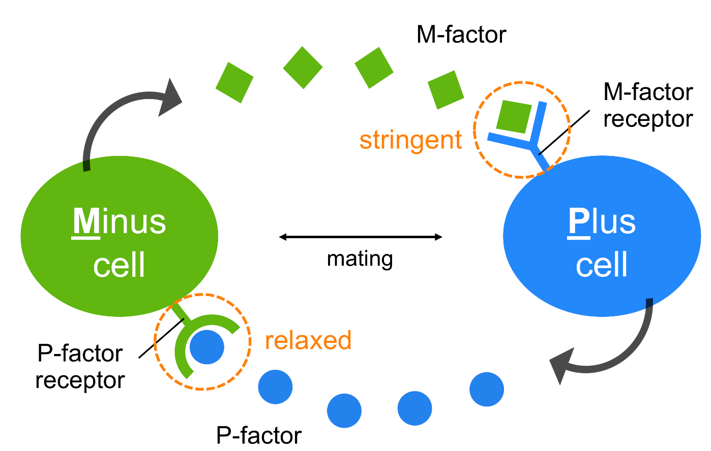How Do Pheromone Recognition Systems Evolve To Create A New Species ...
