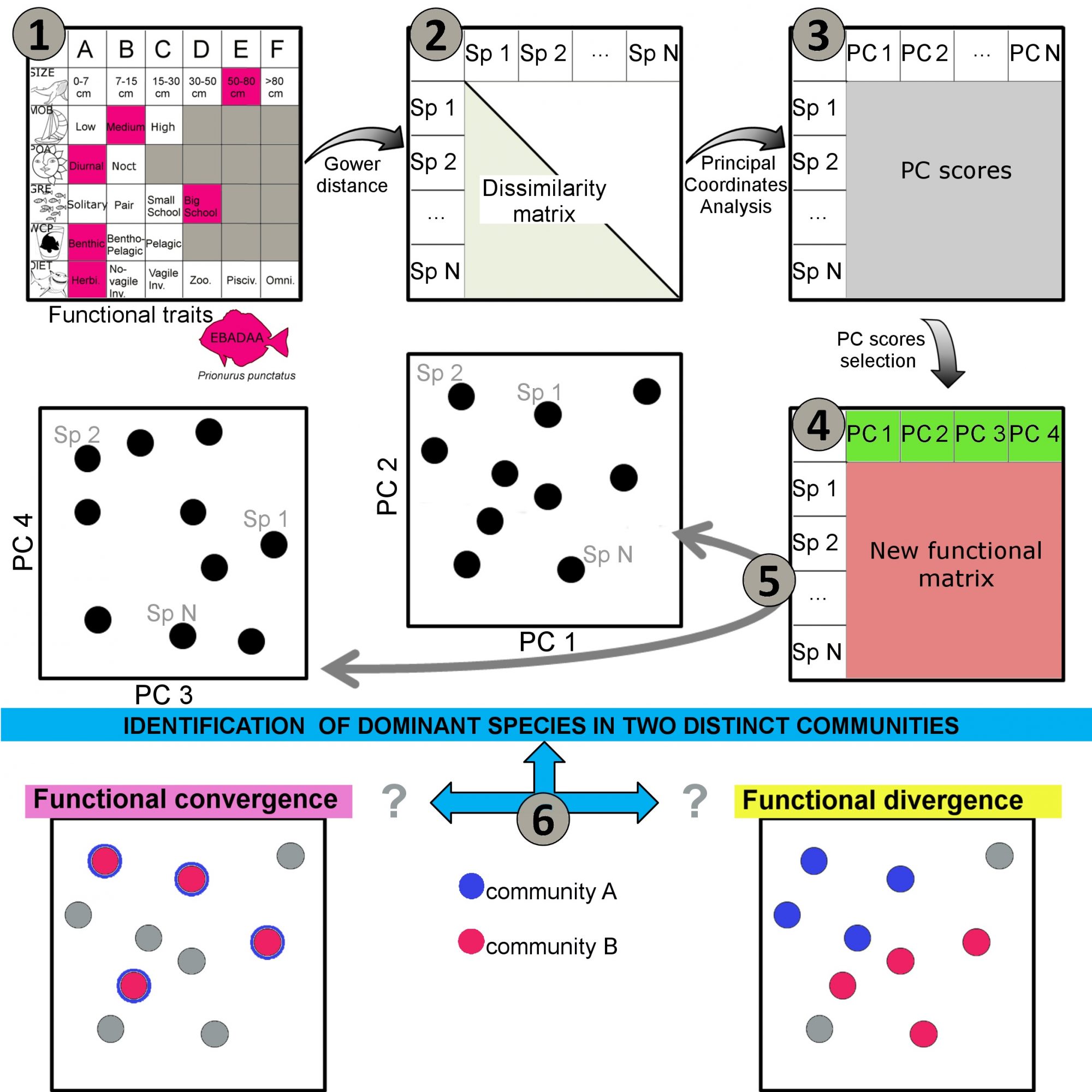 Functional Divergence, An Overlooked Factor To Consider In Conservation ...