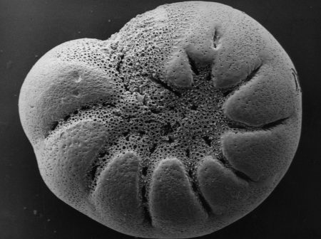 A Closer Look At Benthic Foraminiferal Species - Science Trends