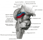 The Function Of Your Midbrain | Science Trends