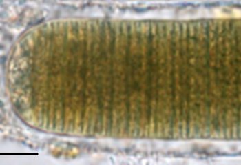 Labeled Human Skeleton | Science Trends