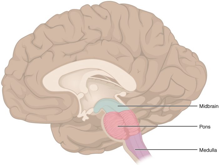 Brain Stem: Function And Parts - Science Trends