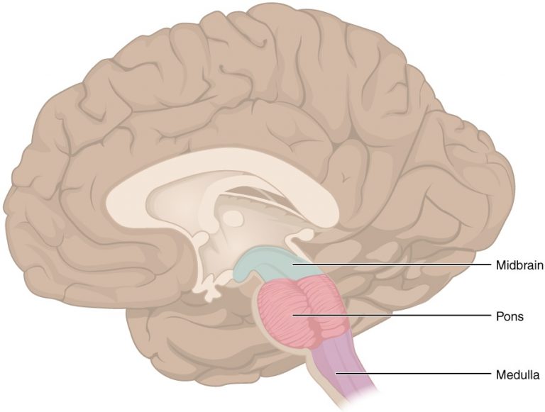 Brain Stem: Function And Parts - Science Trends