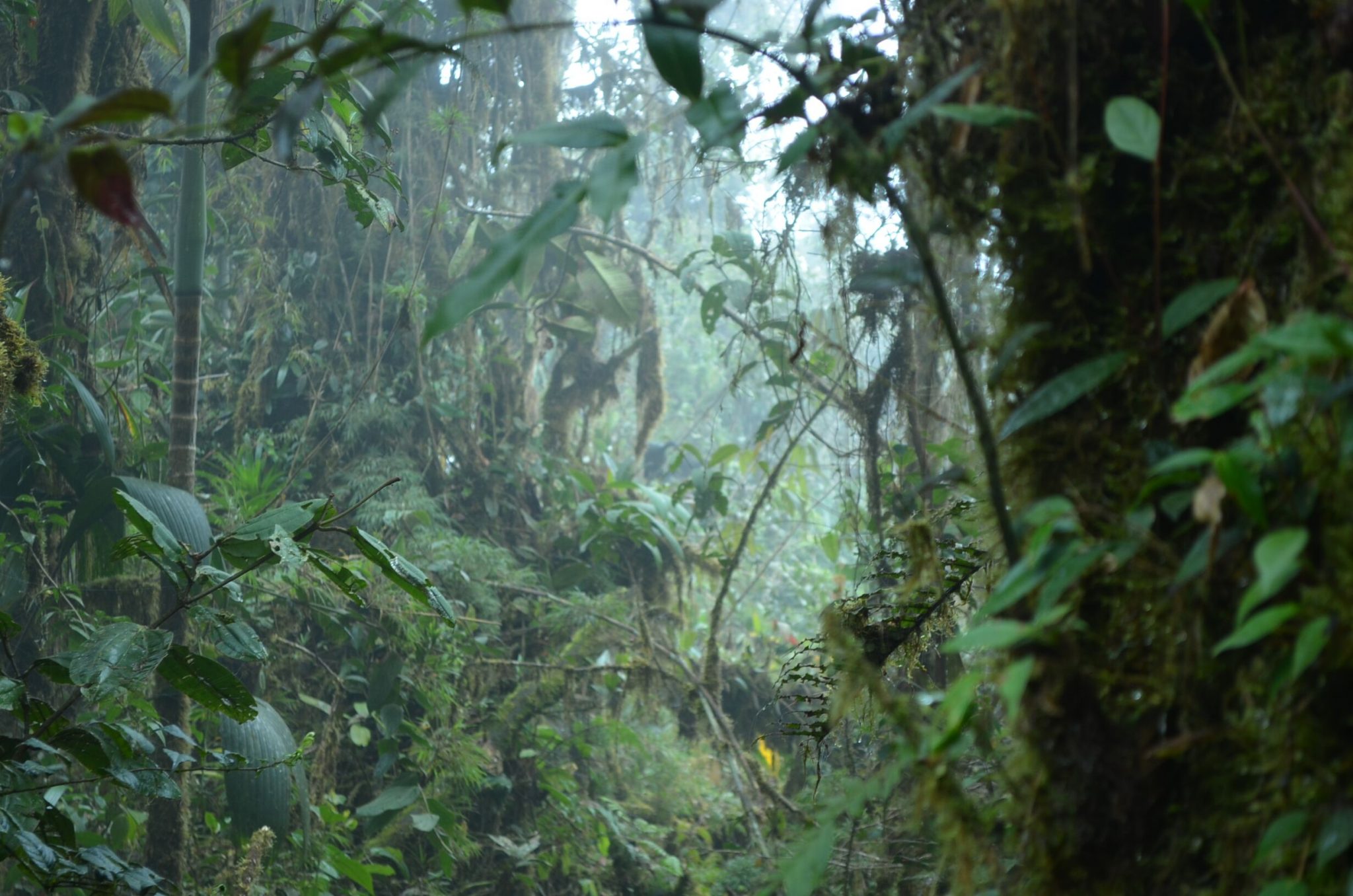 Arctic-To-Equator Experiment Shows Seeds Are More Likely To Be Eaten In ...