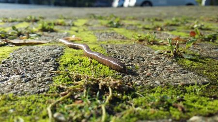 5 Examples Of Decomposers In The Environment - Science Trends