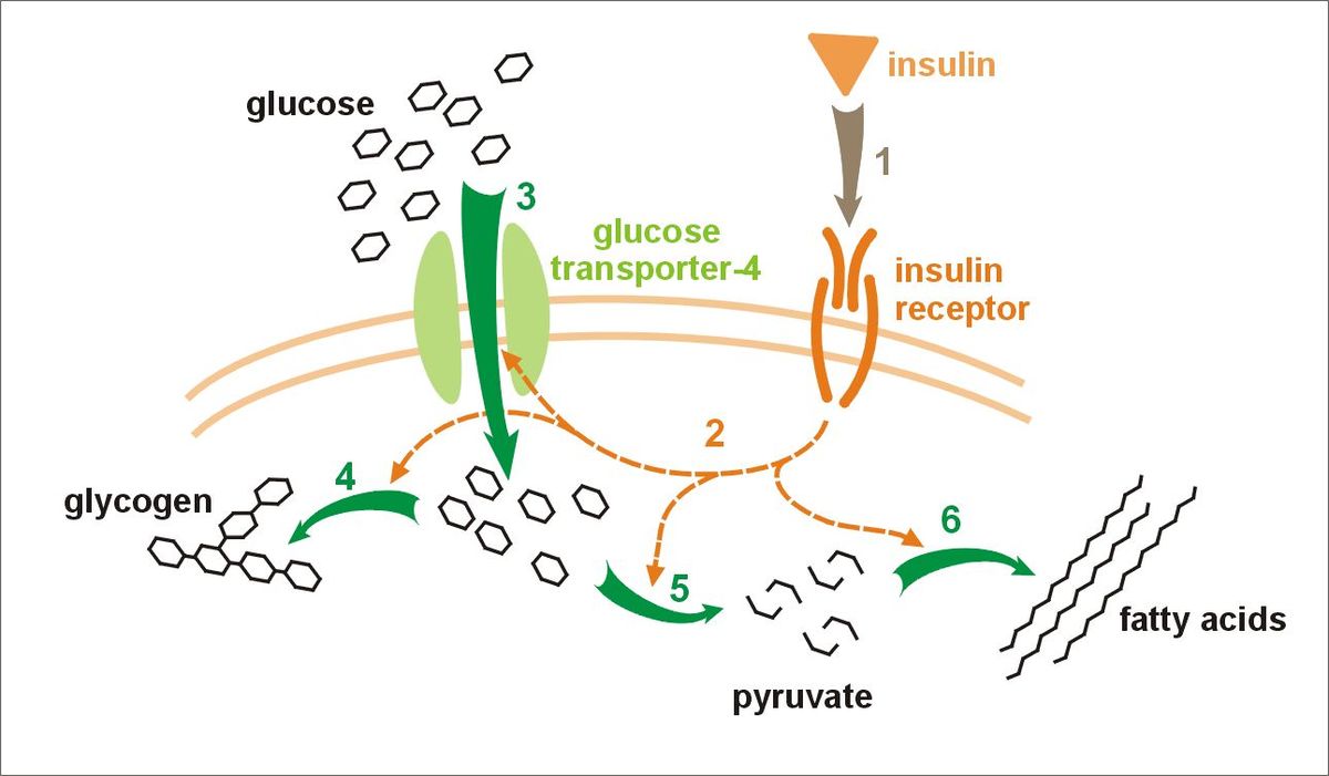 10 Examples Of Proteins: In Food And Biology - Science Trends