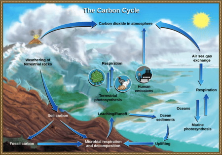 Photosynthesis Diagram: From Beginning To End | Science Trends