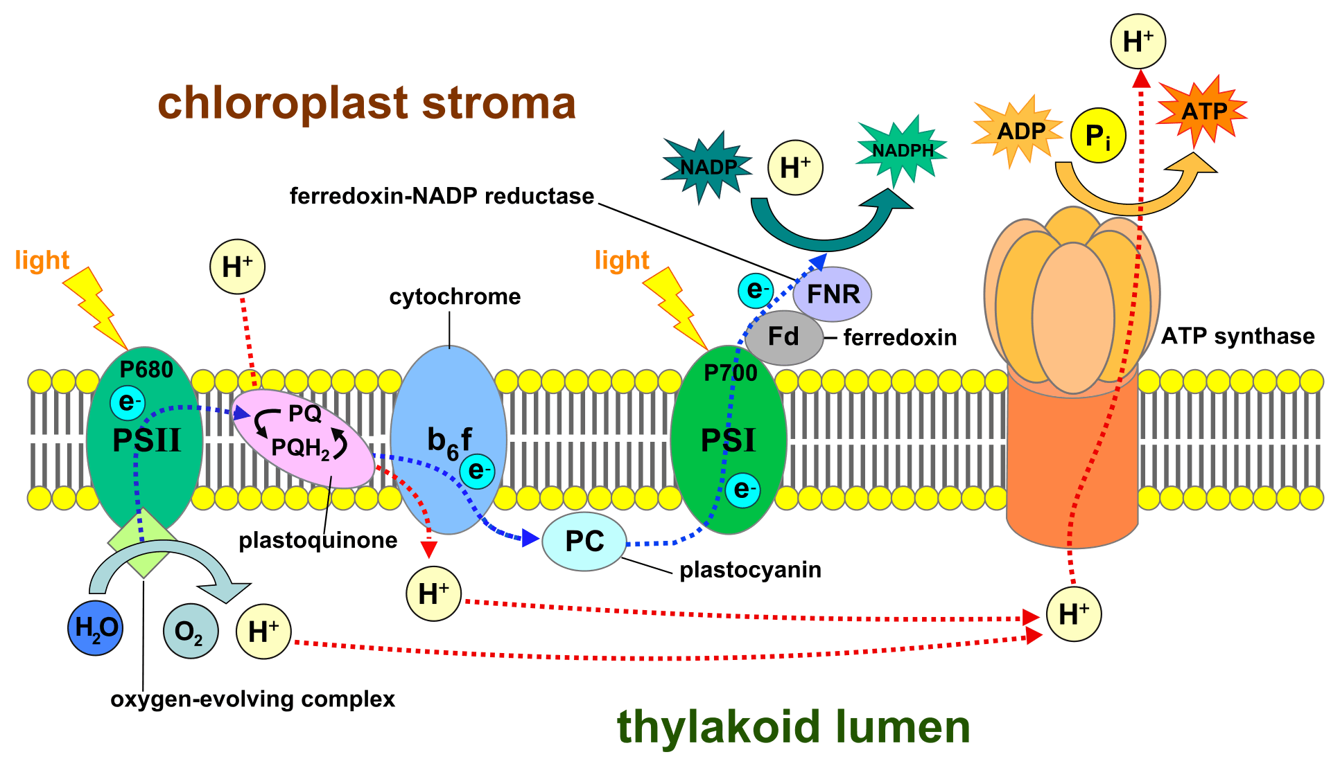 Photosynthesis Diagram: From Beginning To End | Science Trends