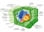 Labeled Plant Cell With Diagrams - Science Trends