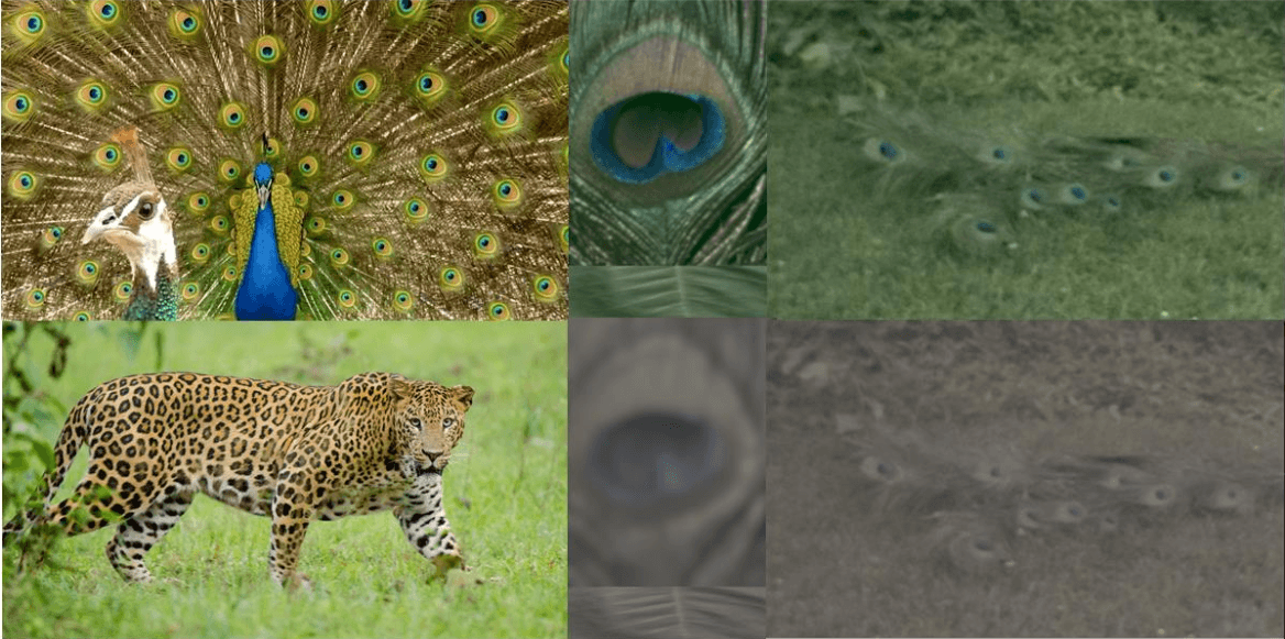 Are Peacock Eyespots Eye-Catching For Predators? - Science Trends