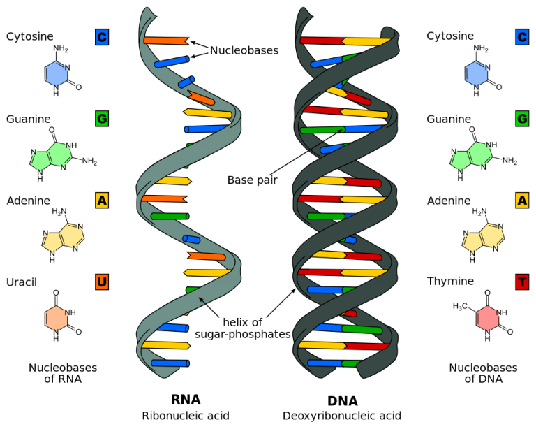 5 Examples Of Nucleic Acids For Biology Class - Science Trends
