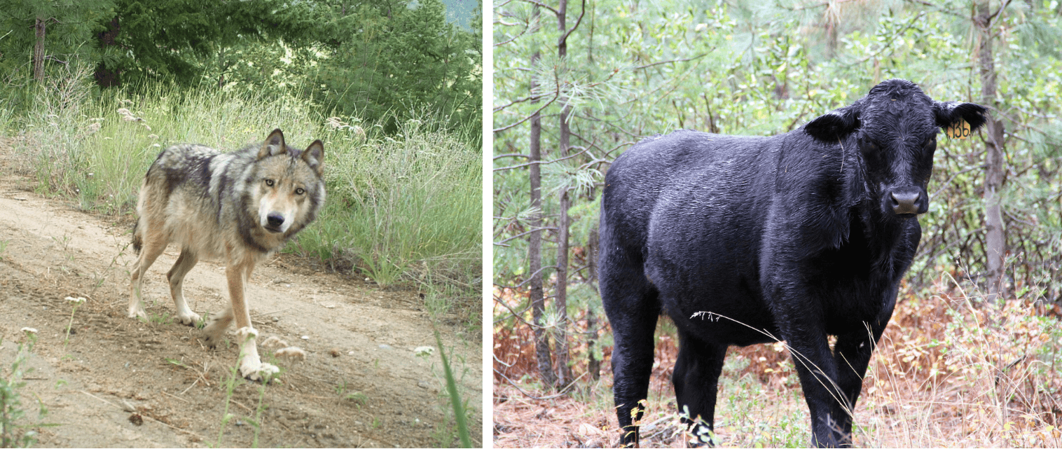 Predicting Cattle Depredation “Hotspots” By Gray Wolves On Public Lands ...
