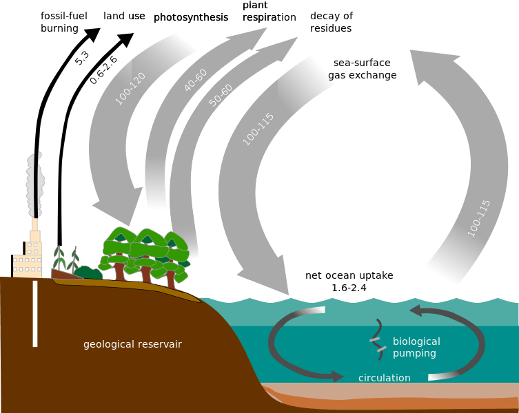 The Carbon Cycle Explained Using Diagrams - Science Trends