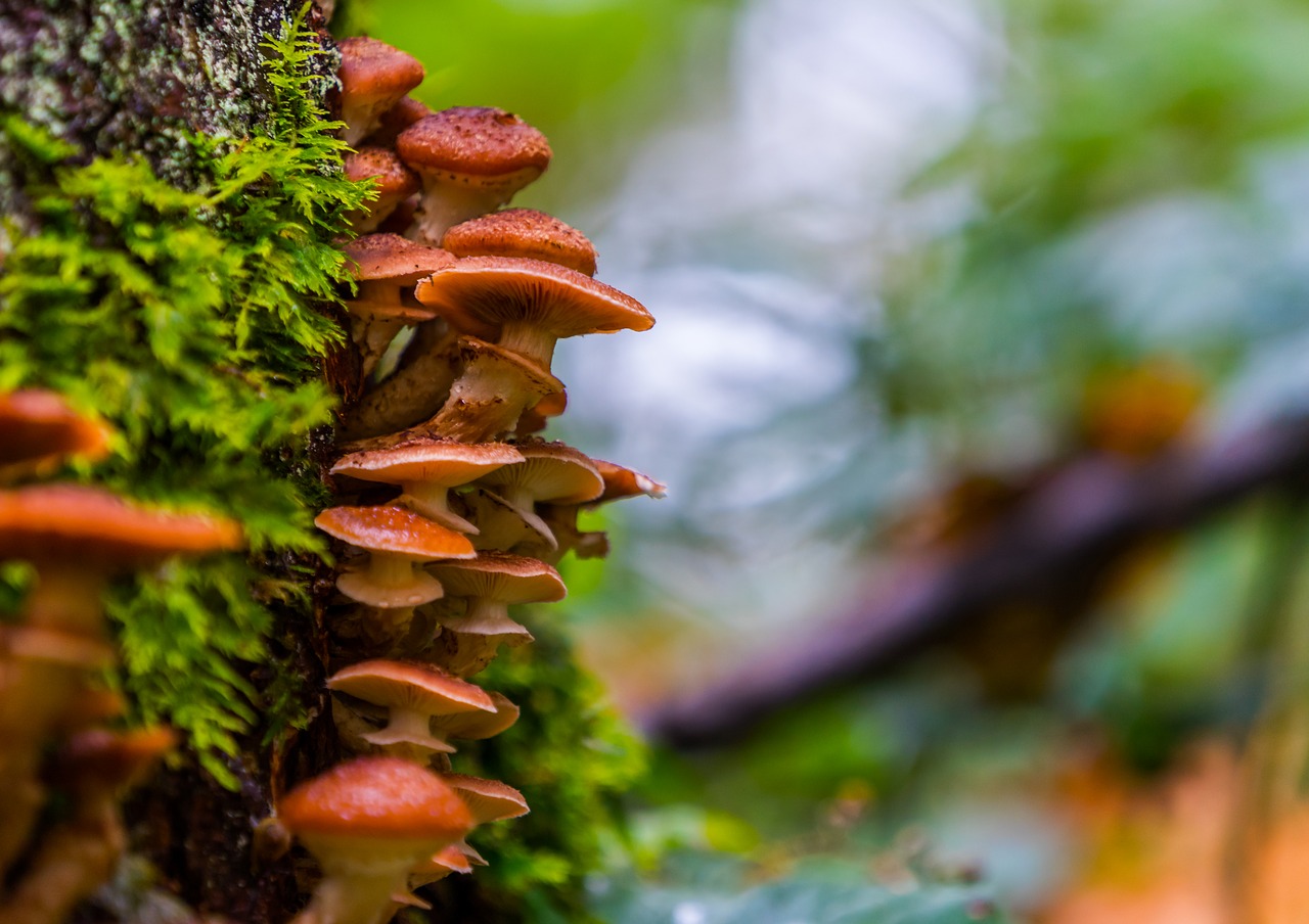 What Is A Toadstool? - Science Trends
