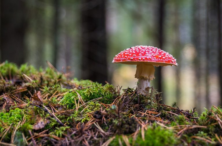 What Is A Toadstool? - Science Trends