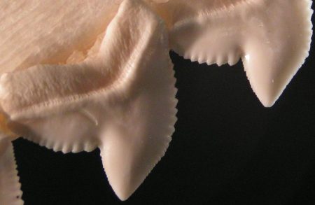How Many Teeth Do Sharks Really Have? - Science Trends