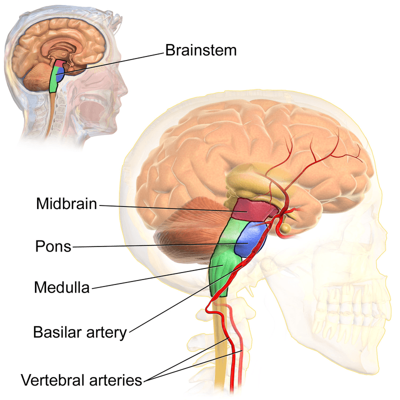 Labeled Brain Model Diagram - Science Trends