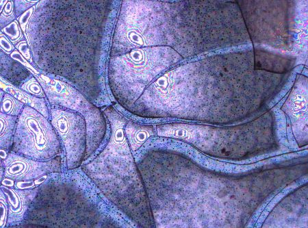 Visualizing Layer-By-Layer Growth Of LaTiO3 On SrTiO3 | Science Trends