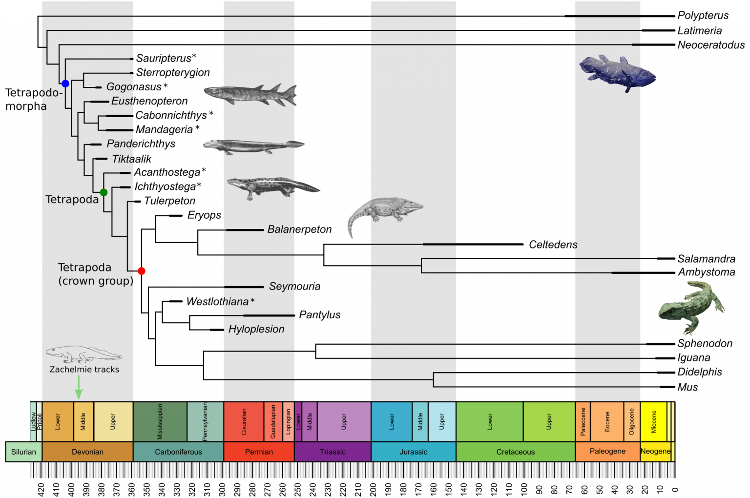 Evolution During The Dawn Of Limbs - Science Trends