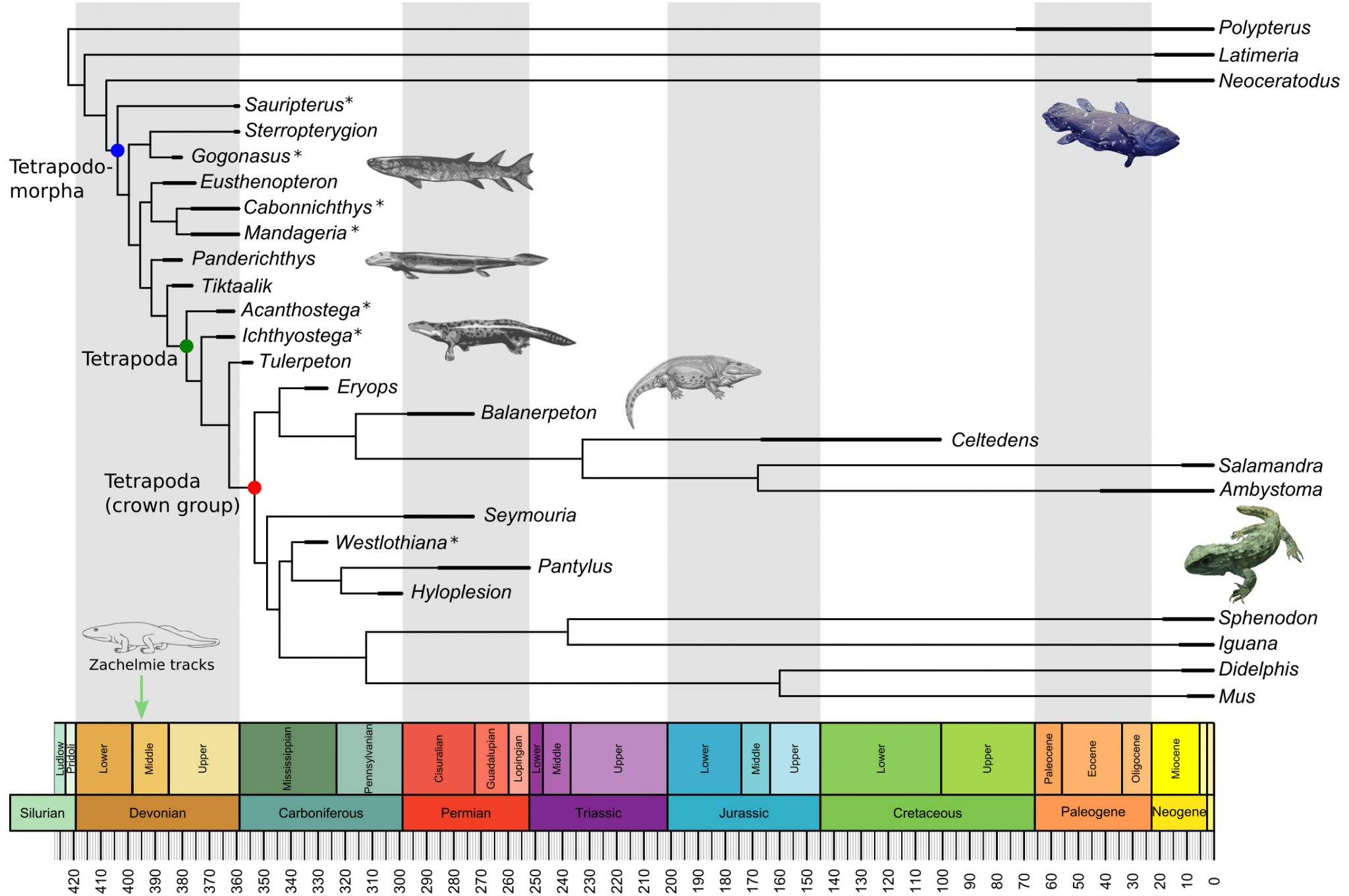 Evolution During The Dawn Of Limbs - Science Trends