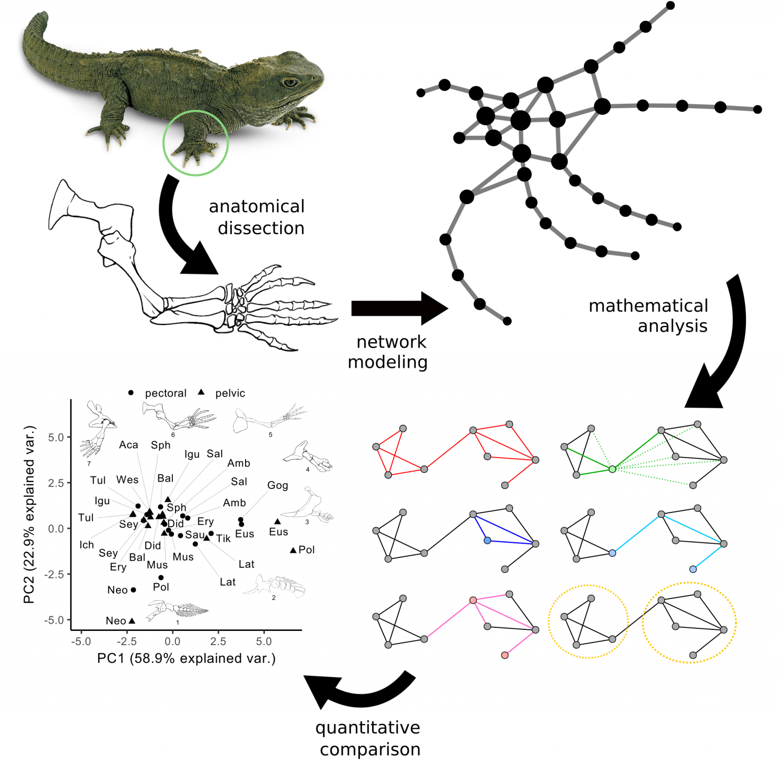 Evolution During The Dawn Of Limbs - Science Trends