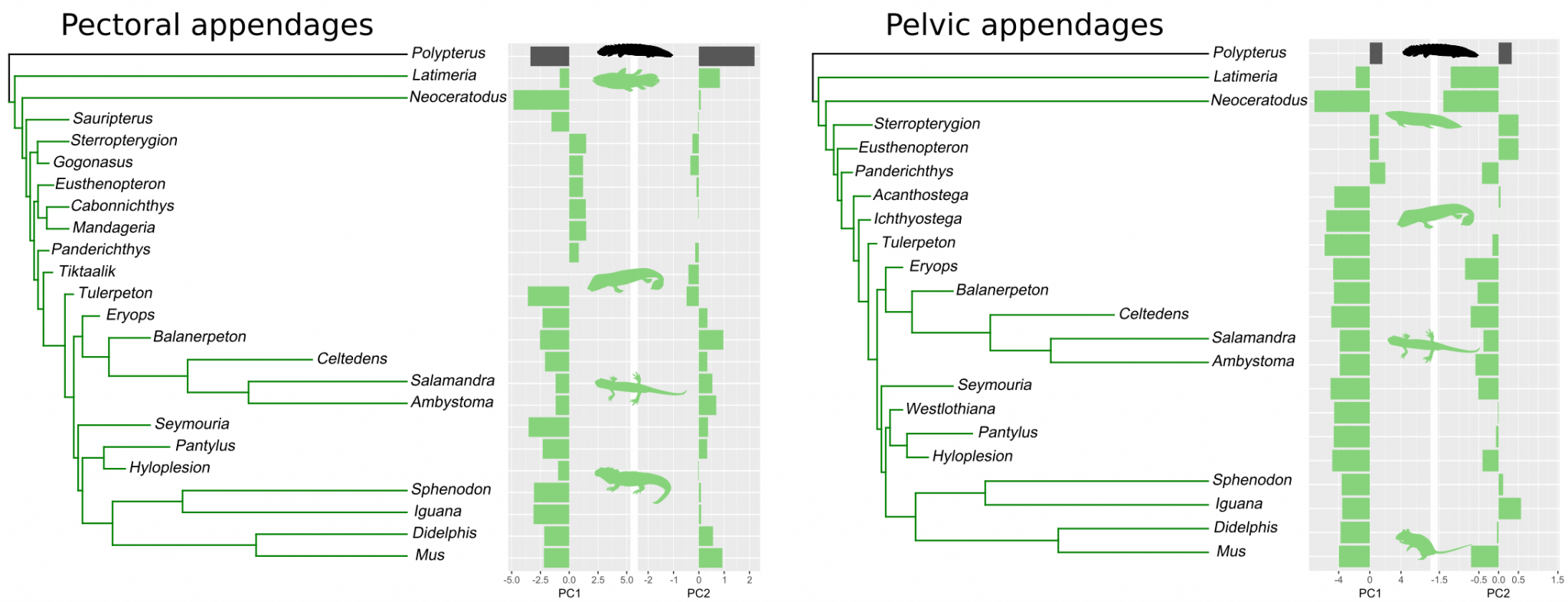 Evolution During The Dawn Of Limbs - Science Trends