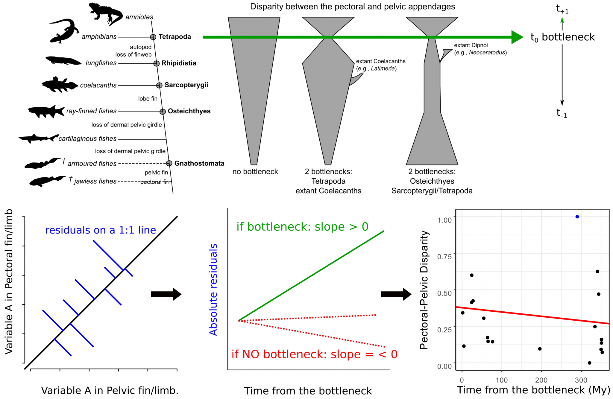 Evolution During The Dawn Of Limbs - Science Trends