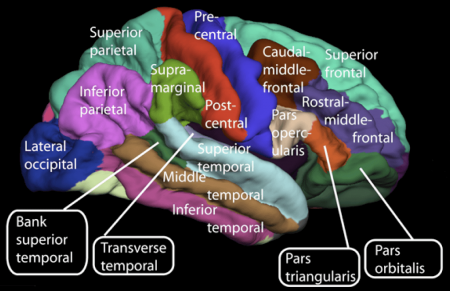 Labeled Brain Model Diagram - Science Trends