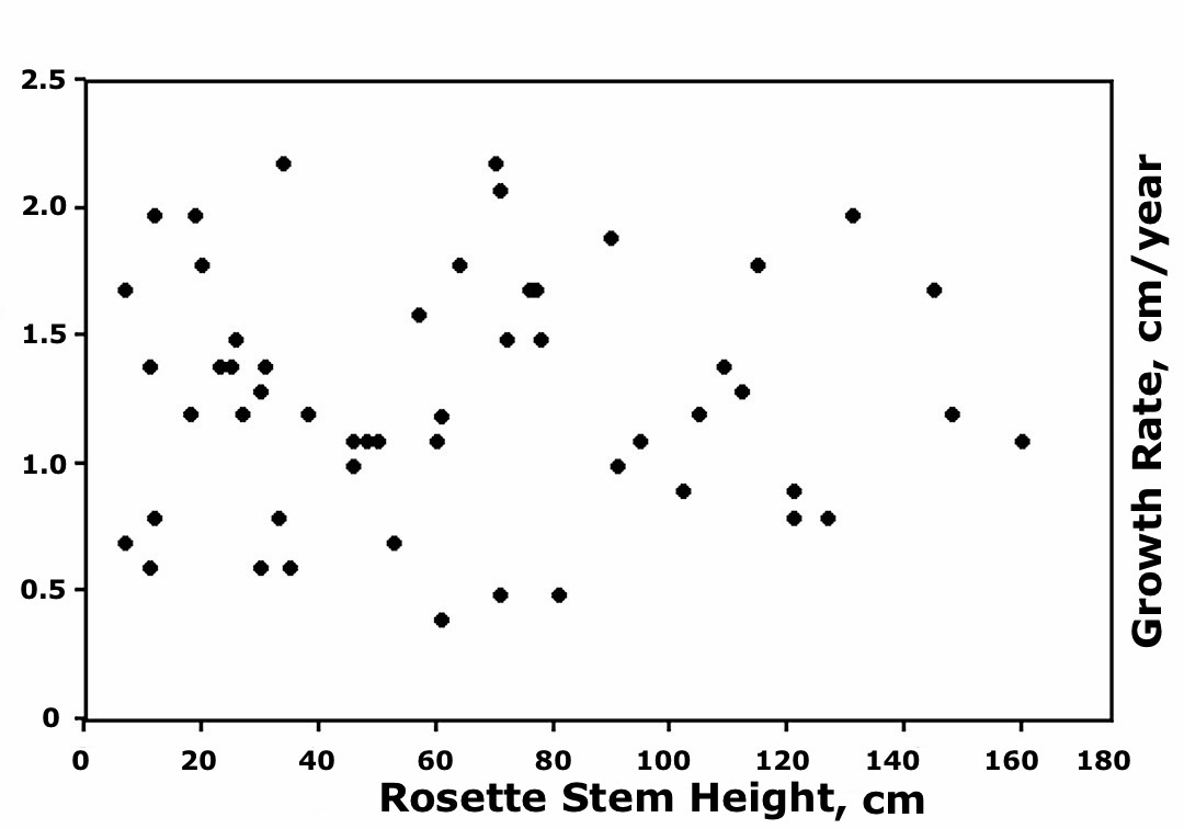 Growth Rates Of Andean Stem-Rosettes - Science Trends