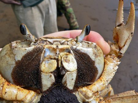 What Do Crabs Really Eat? - Science Trends