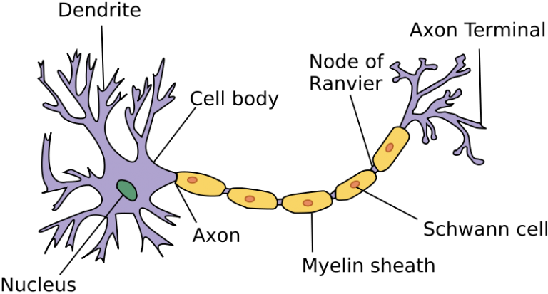 Labeled Neuron Diagram - Science Trends