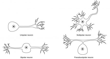 Labeled Neuron Diagram - Science Trends