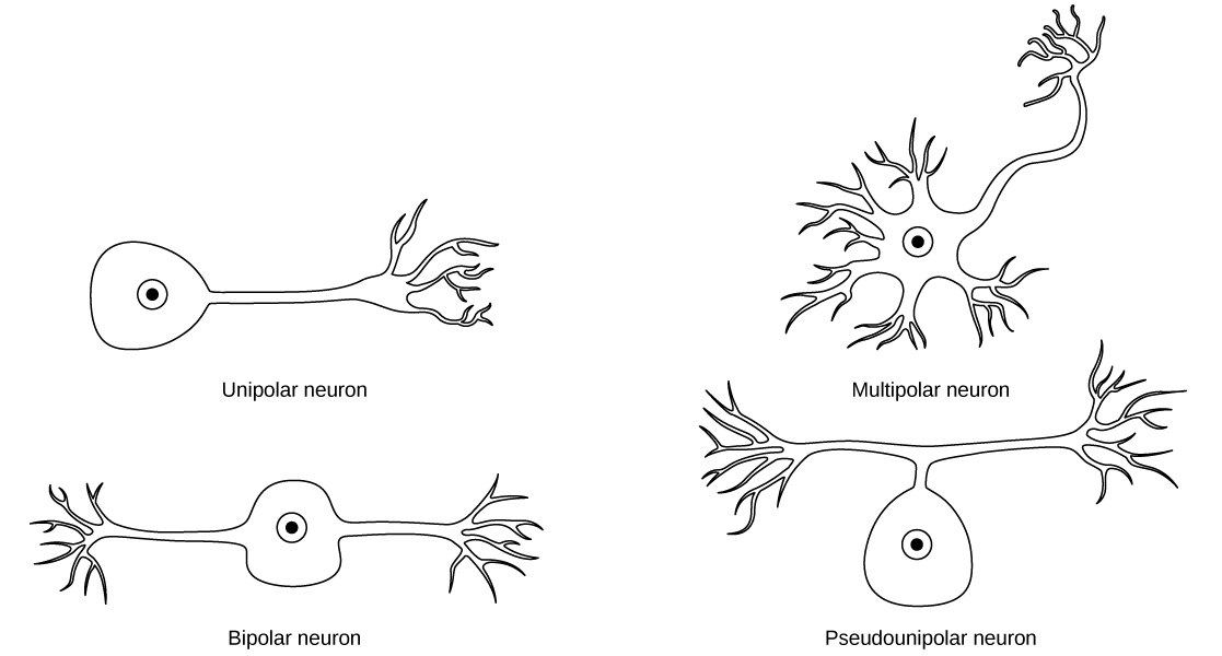Labeled Neuron Diagram - Science Trends