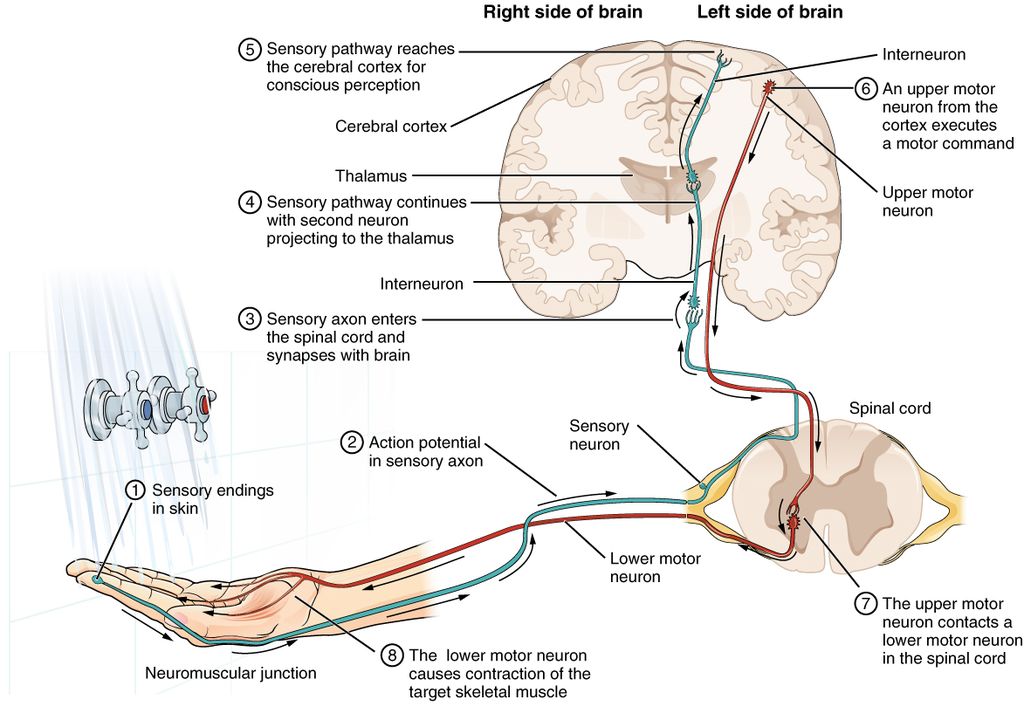 Labeled Neuron Diagram - Science Trends
