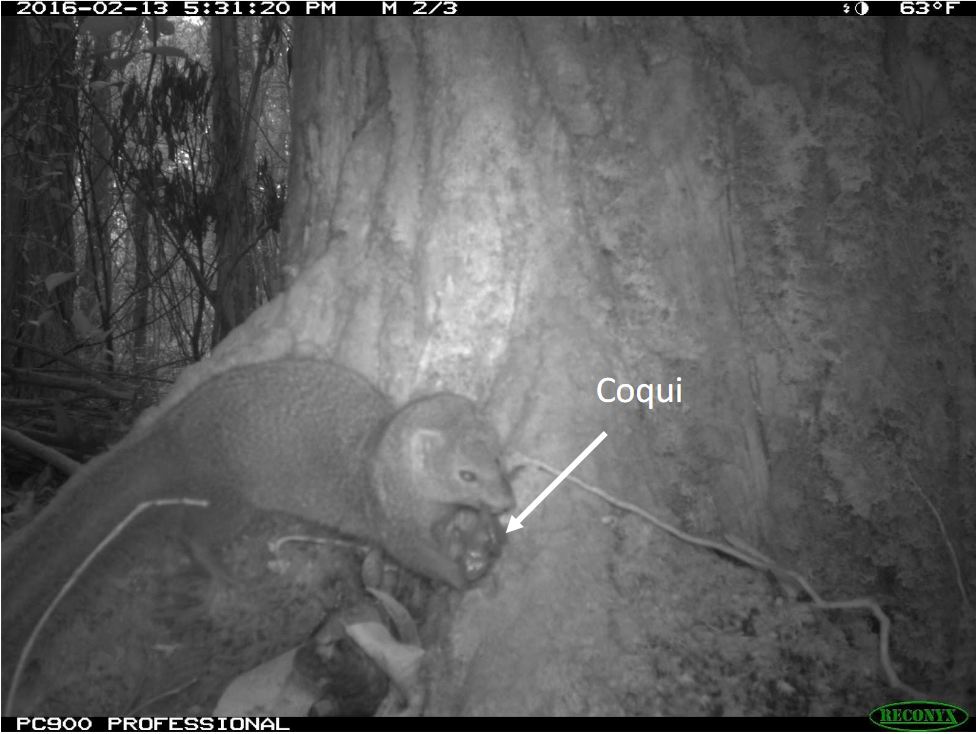 An Invasive Frog Increases And Decreases Non-Native Mammals In Hawaii ...