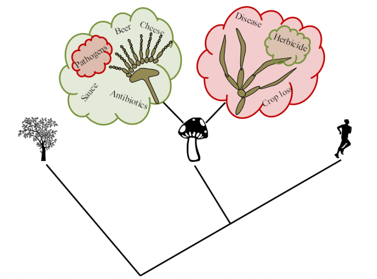 The Good, The Bad, And The Model: The Diverse Roles Of Fungi - Science ...