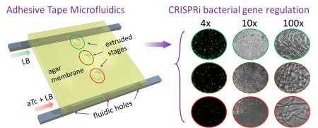 A Bacterial Cell Imaging Method Using CRISPR And Microfluidics ...