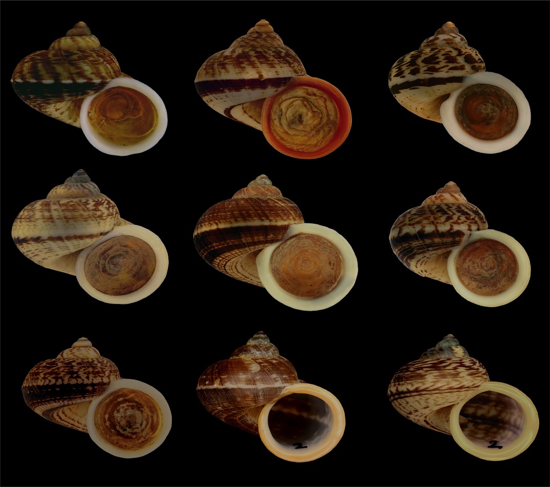 Cryptic Diversity In Vietnam’s Limestone Karst Habitats - Science Trends